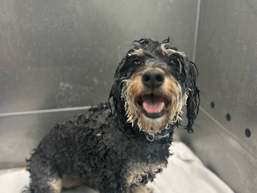 Grooming – A Spa Day for Your Pup! – Compete Canine – Boarding | Grooming